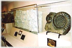 Phuket Island - Seashell Museum