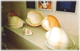 Phuket Island - SeashellMmuseum